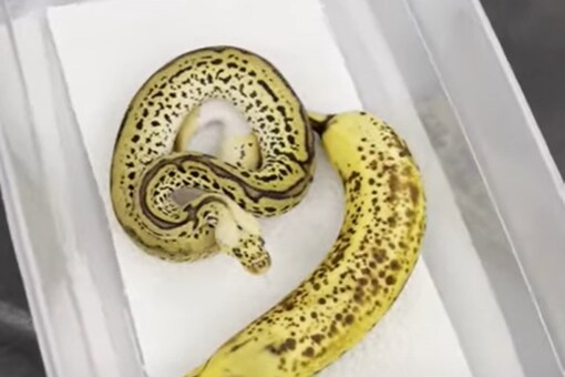 Snake or Banana? Viral Video of Yellow Ball Python Confuses Internet ...