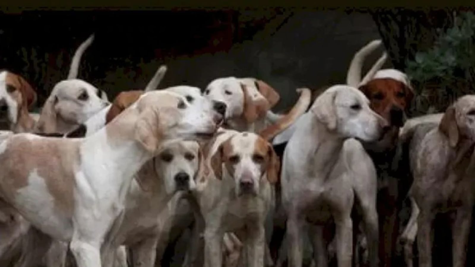 Optical Illusion: Can You Find a Tiger in This Pack of Dogs? | Buzz ...
