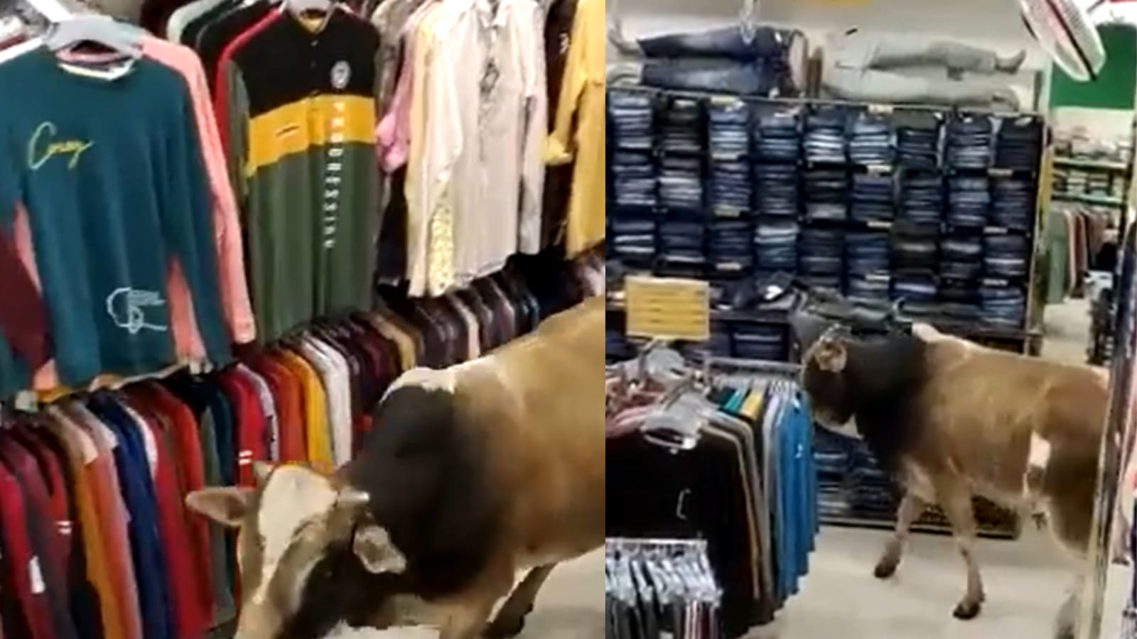 Cow Roams Freely Inside Clothing Store in Assam, Video Goes Viral ...