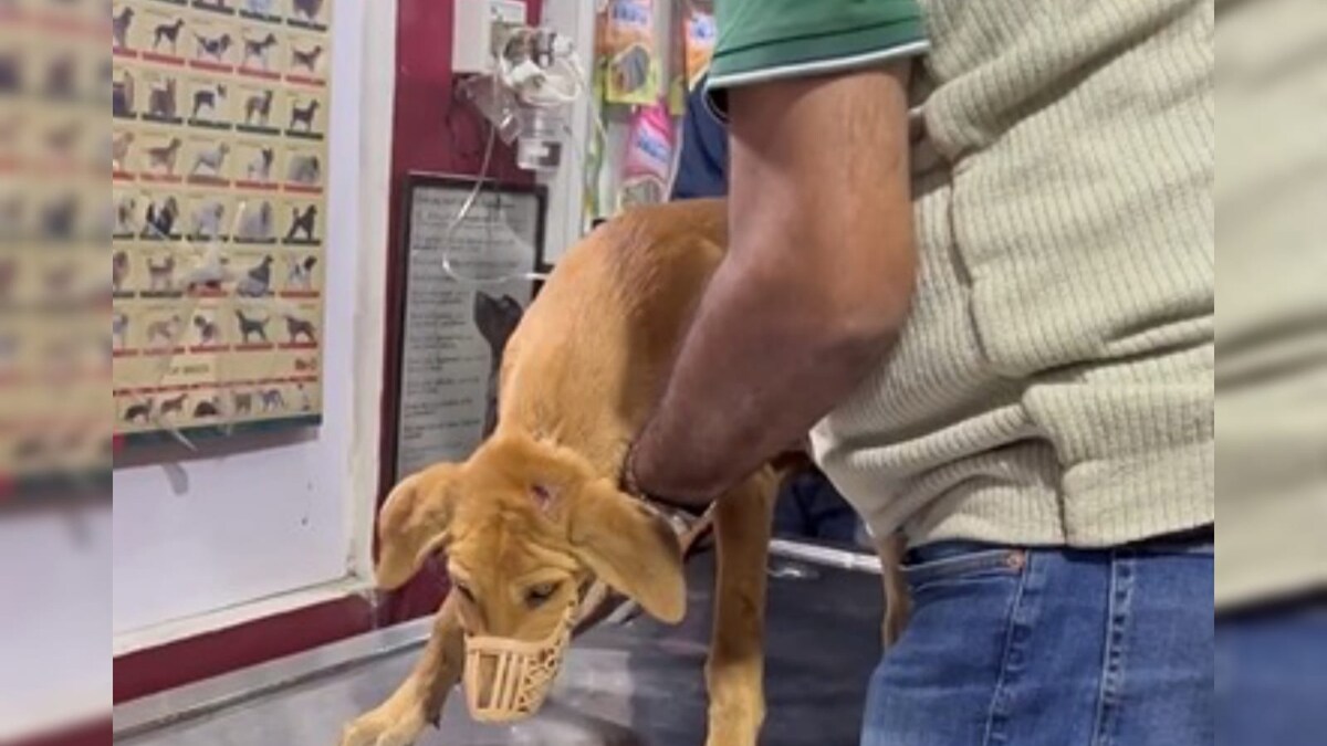 Meet Miracle: The Dog Who Survived After Being Abandoned Post Accident ...