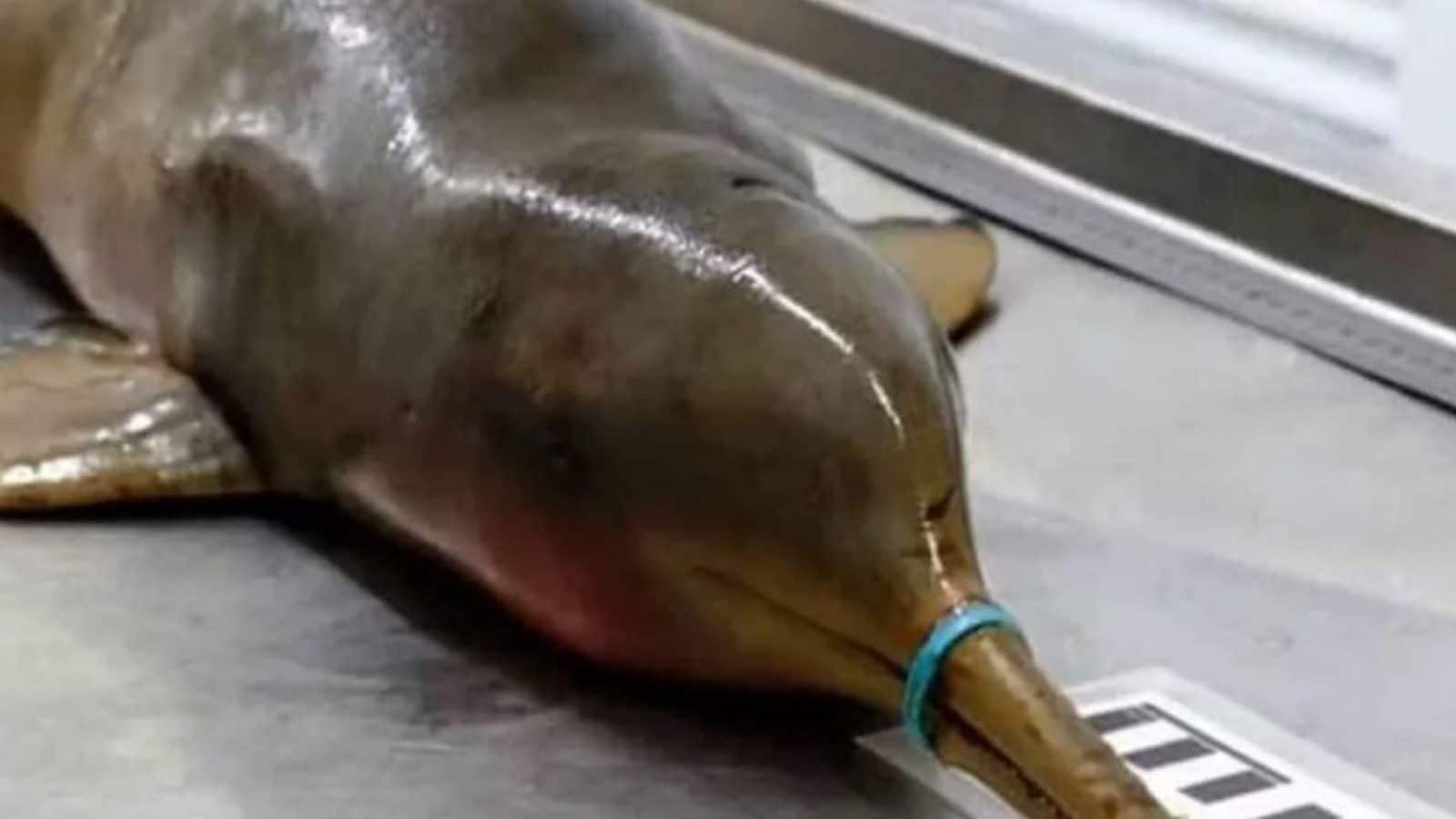 Internet Mourns the Loss of Dolphin That Died Due to Plastic Waste ...