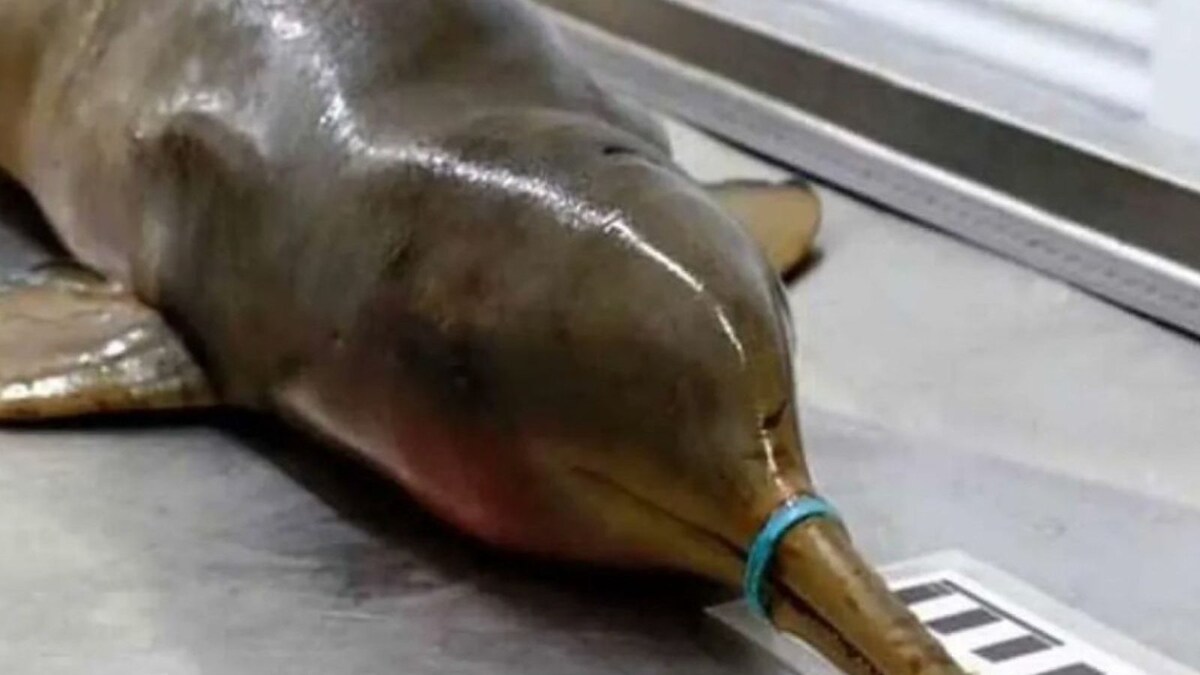 Internet Mourns the Loss of Dolphin That Died Due to Plastic Waste - News18