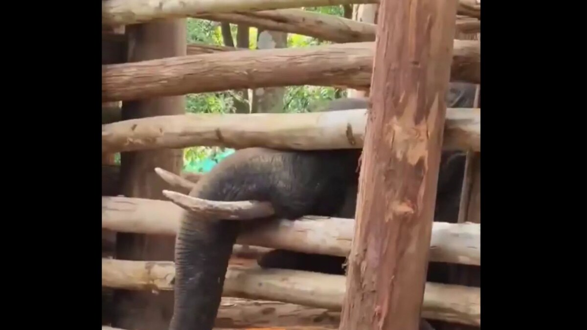 Kerala: Forest Department Captures Rogue Elephant in Palakkad, Names ...