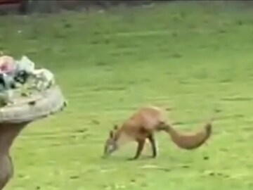 Ever Seen Two-Legged Fox? This British Couple Spotted One in Their Lawn ...