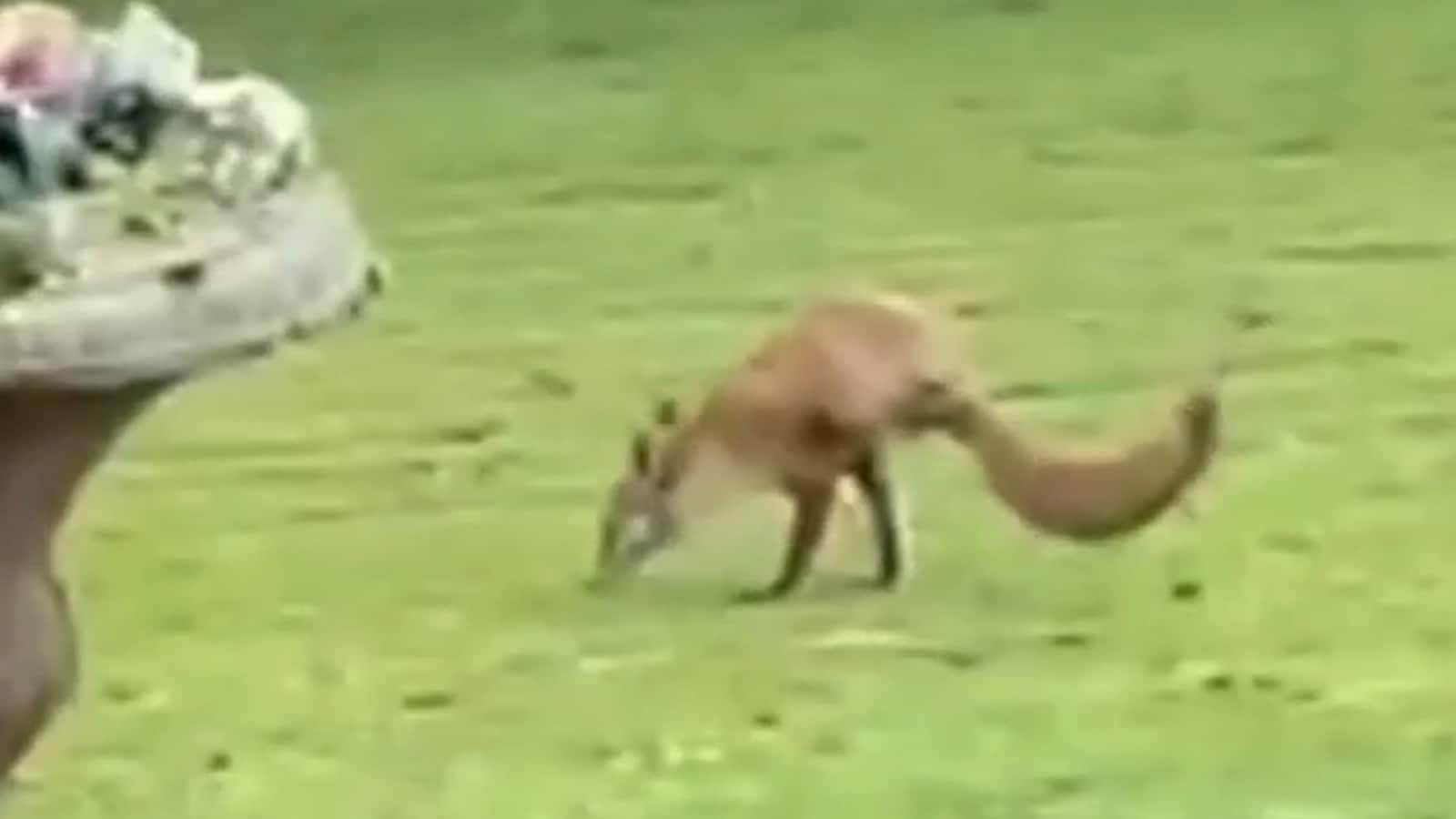 Ever Seen Two-Legged Fox? This British Couple Spotted One in Their Lawn ...