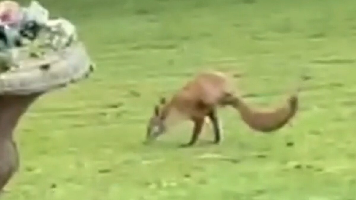 Ever Seen Two-Legged Fox? This British Couple Spotted One in Their Lawn ...