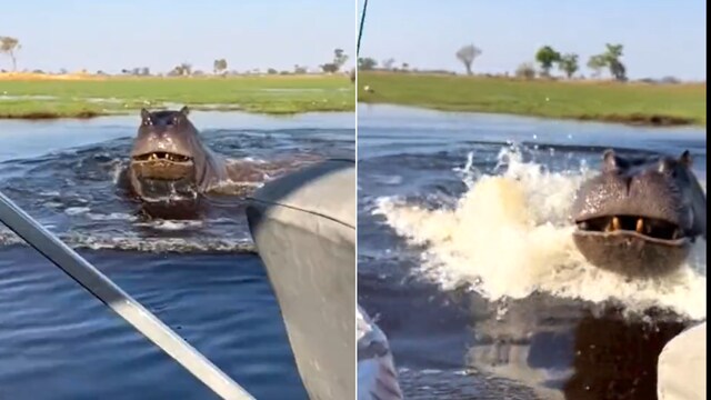 Furious Hippo Charges at Speedboat on a Lake, Video Goes Viral - News18