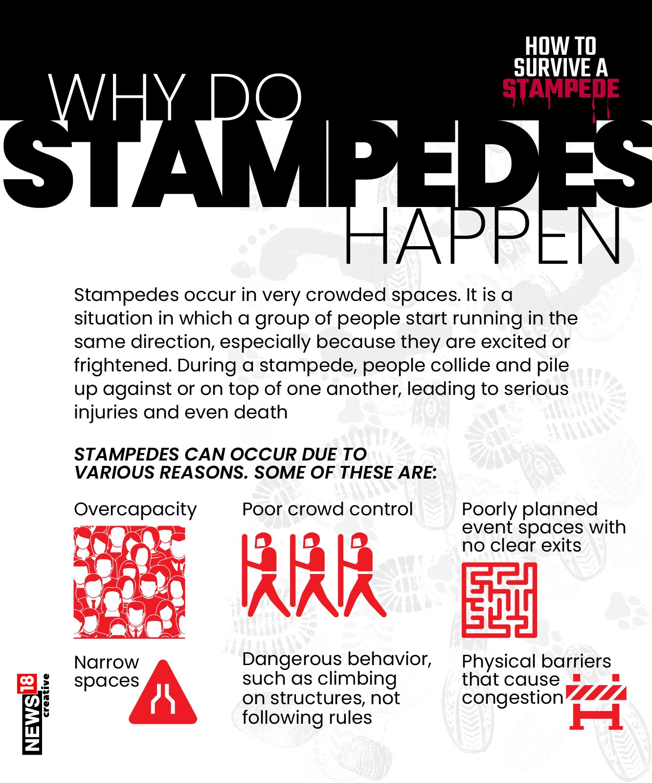 How To Survive a Stampede & How They Can Become Deadly | Explained In ...