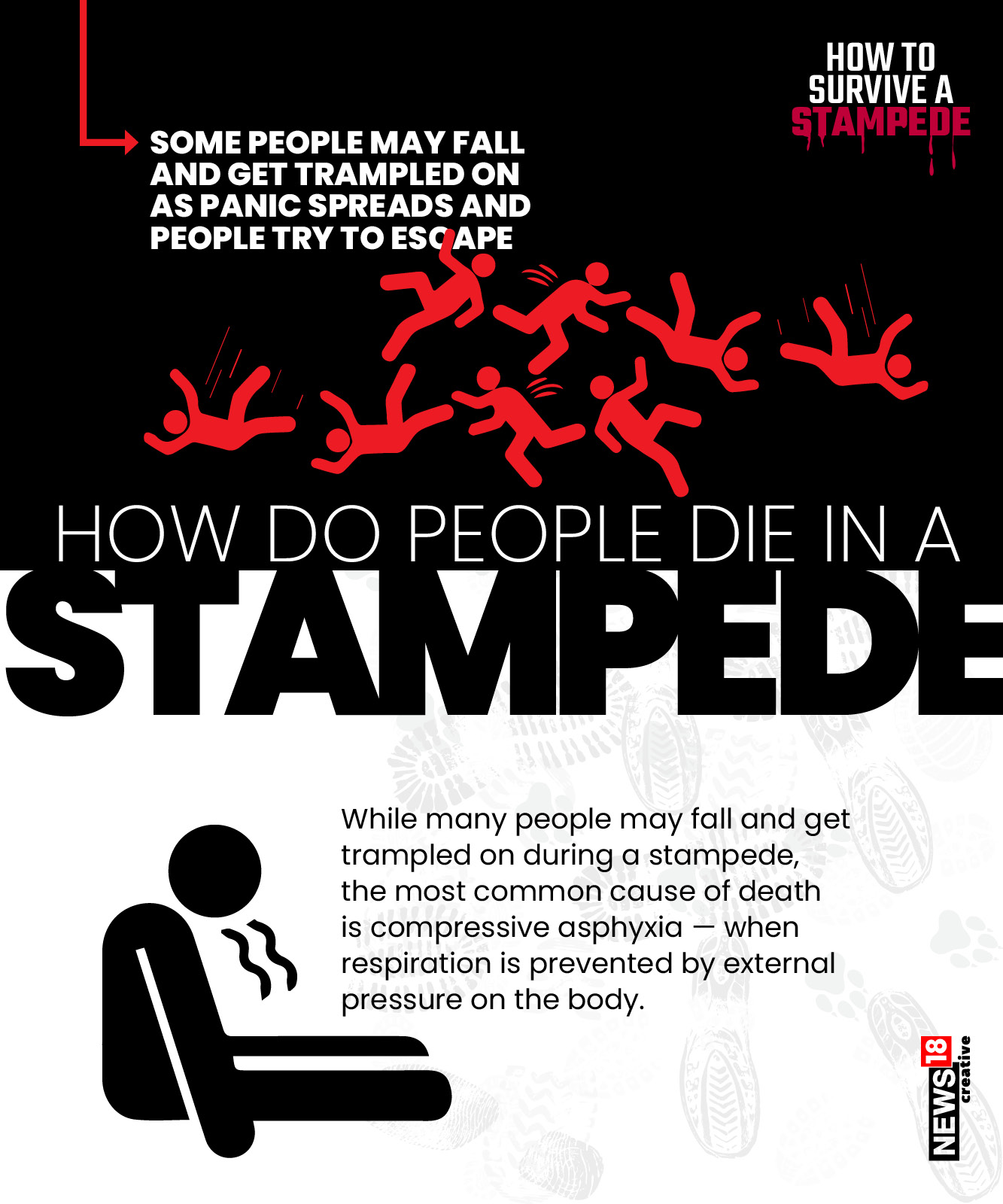 How To Survive a Stampede & How They Can Become Deadly | Explained In ...