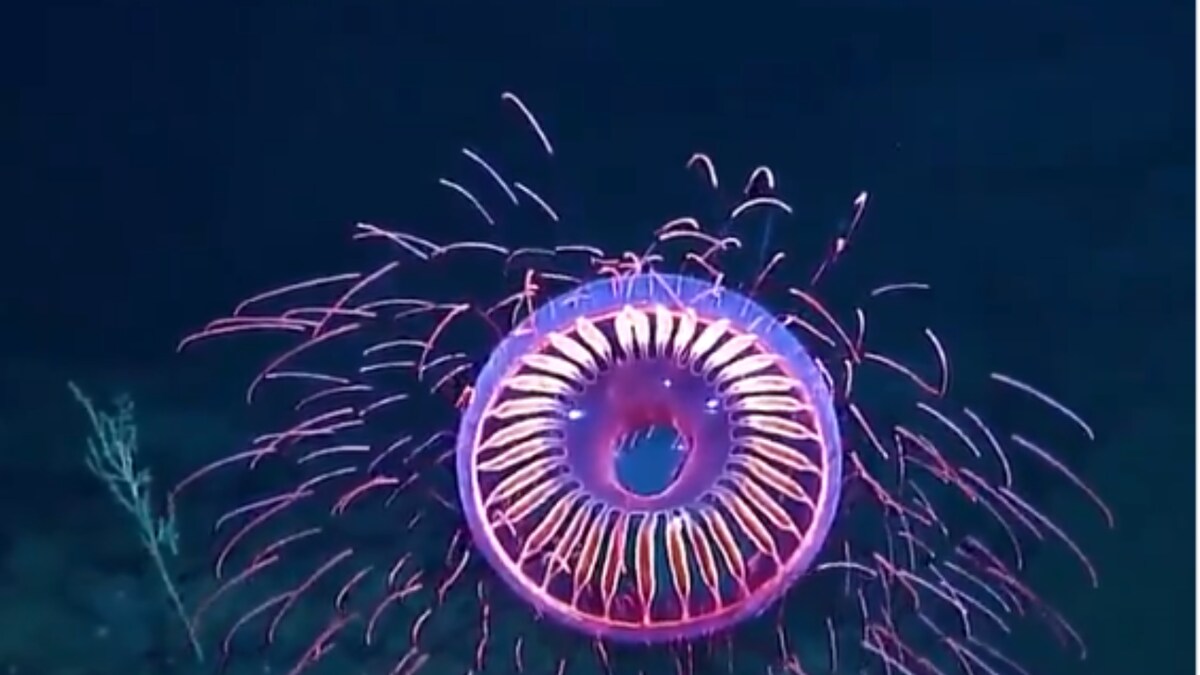 Watch: A Rare Species Of Jellyfish Spotted 4,000 Feet Below Sea In ...