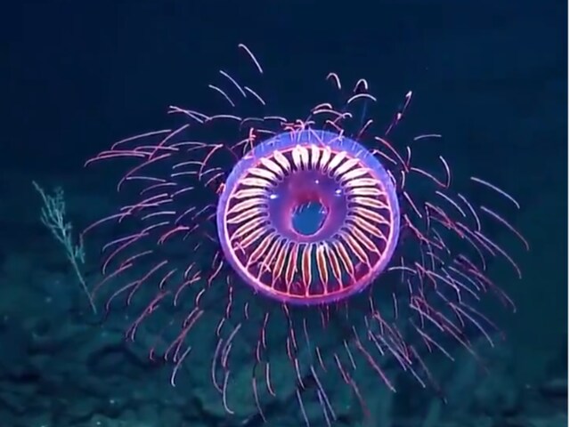 Watch: A Rare Species Of Jellyfish Spotted 4,000 Feet Below Sea In ...