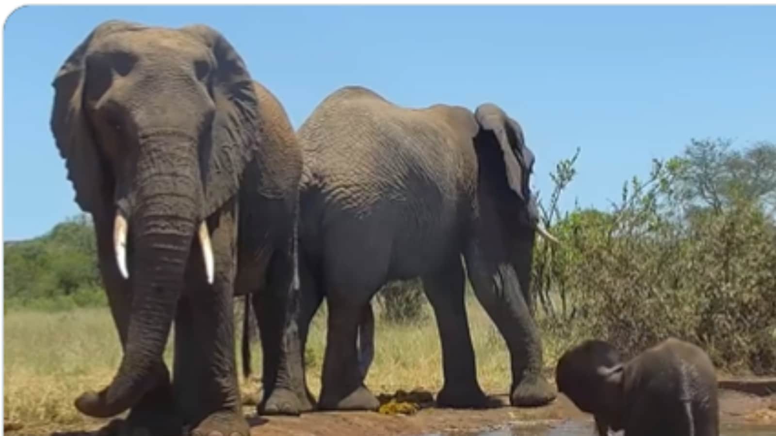 Watch: Baby Elephant Enjoys Bath Time As Mother Keeps A Watch | Buzz ...
