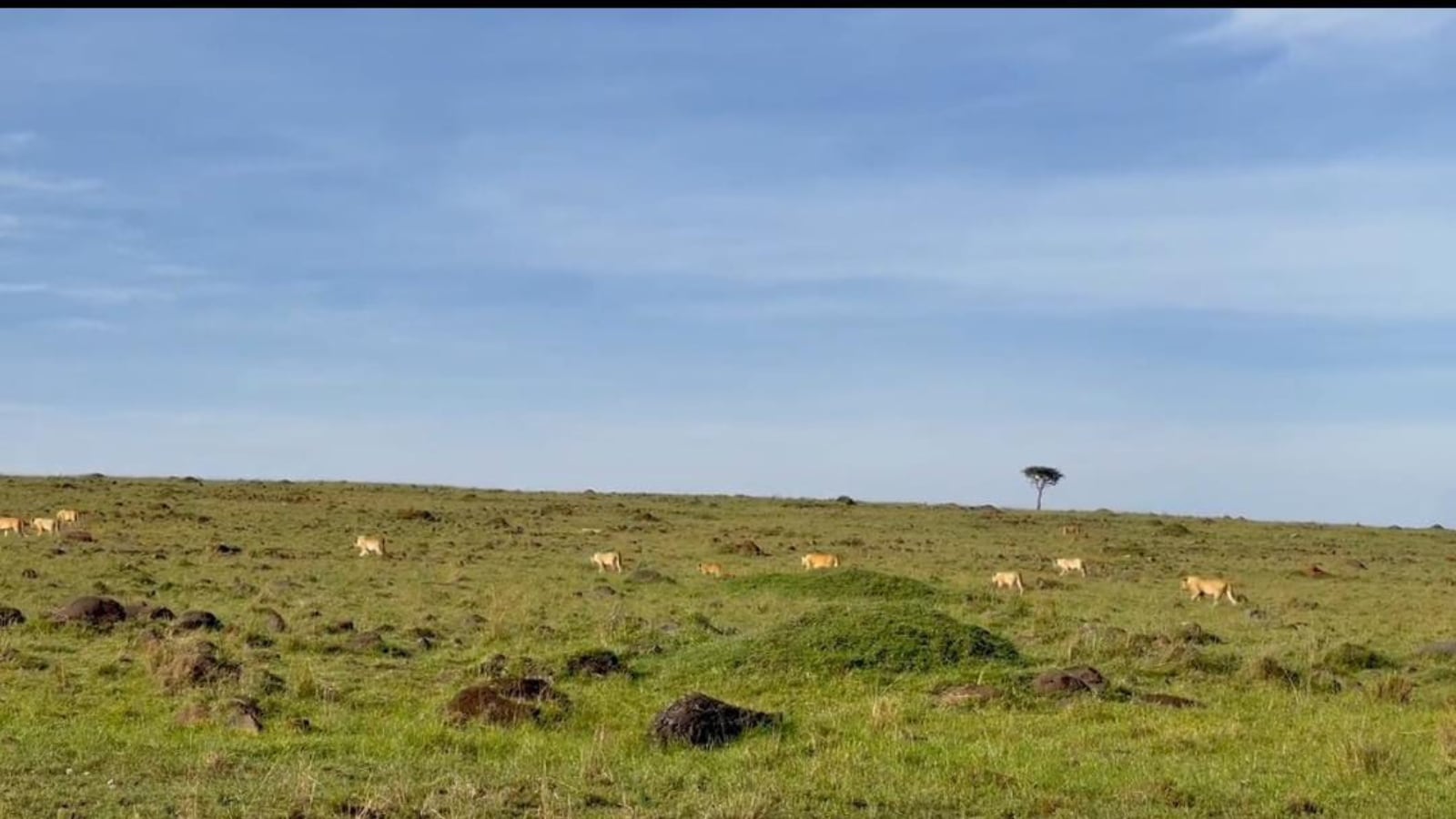 Pride Of Lions Moving On Green Landscape Of Masai Mara Stuns Internet ...
