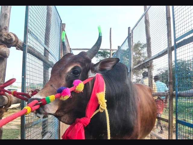 Tamil Nadu: Rubber Bushes for Bull Horns in Pudukkottai for Injury-free ...