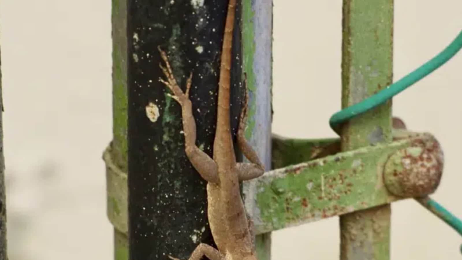 Forest Lizards Genetically Morph to Survive Life in the City, Study ...