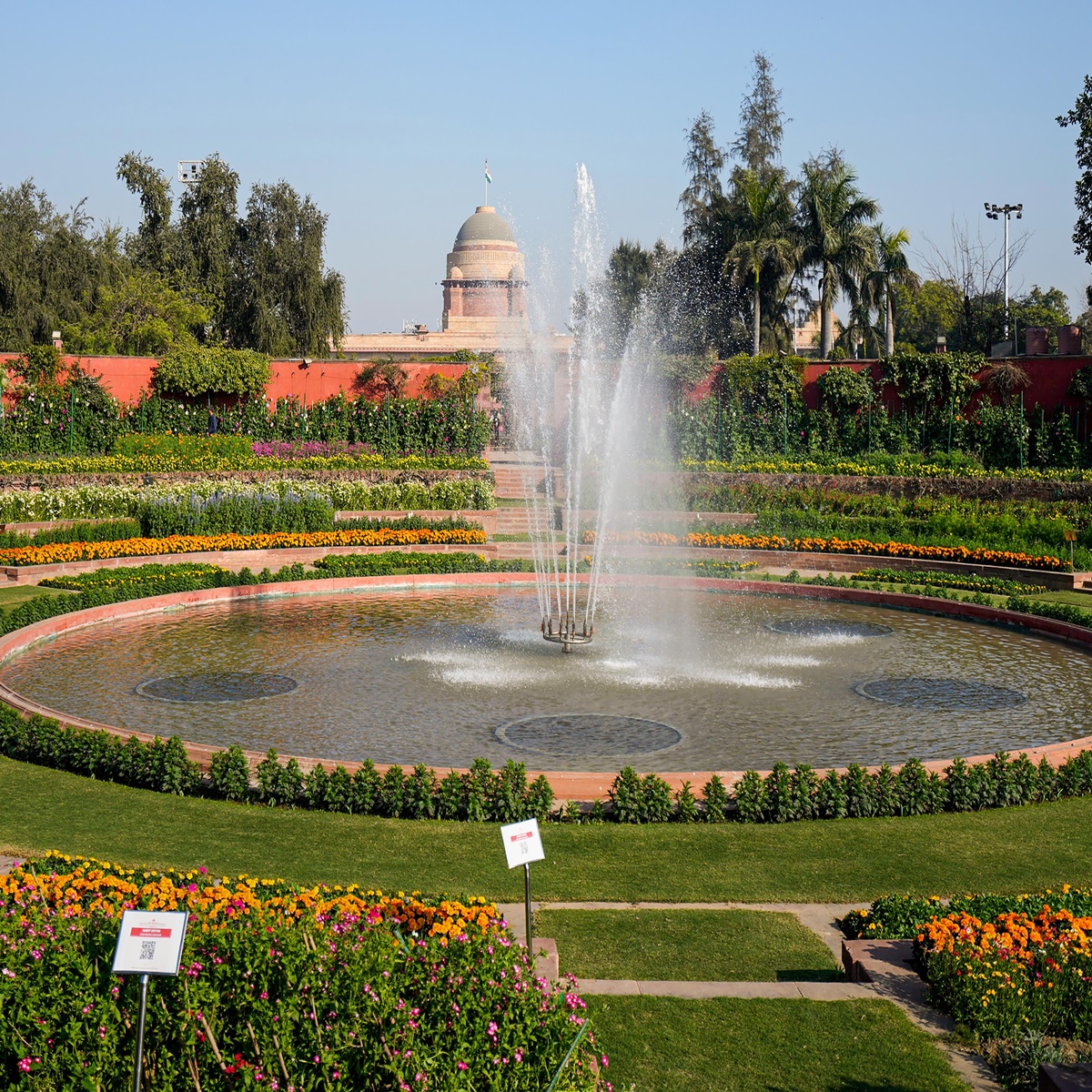 Daisies, Tulips & Much More: Mughal Gardens Renamed As 'Amrit Udyan ...