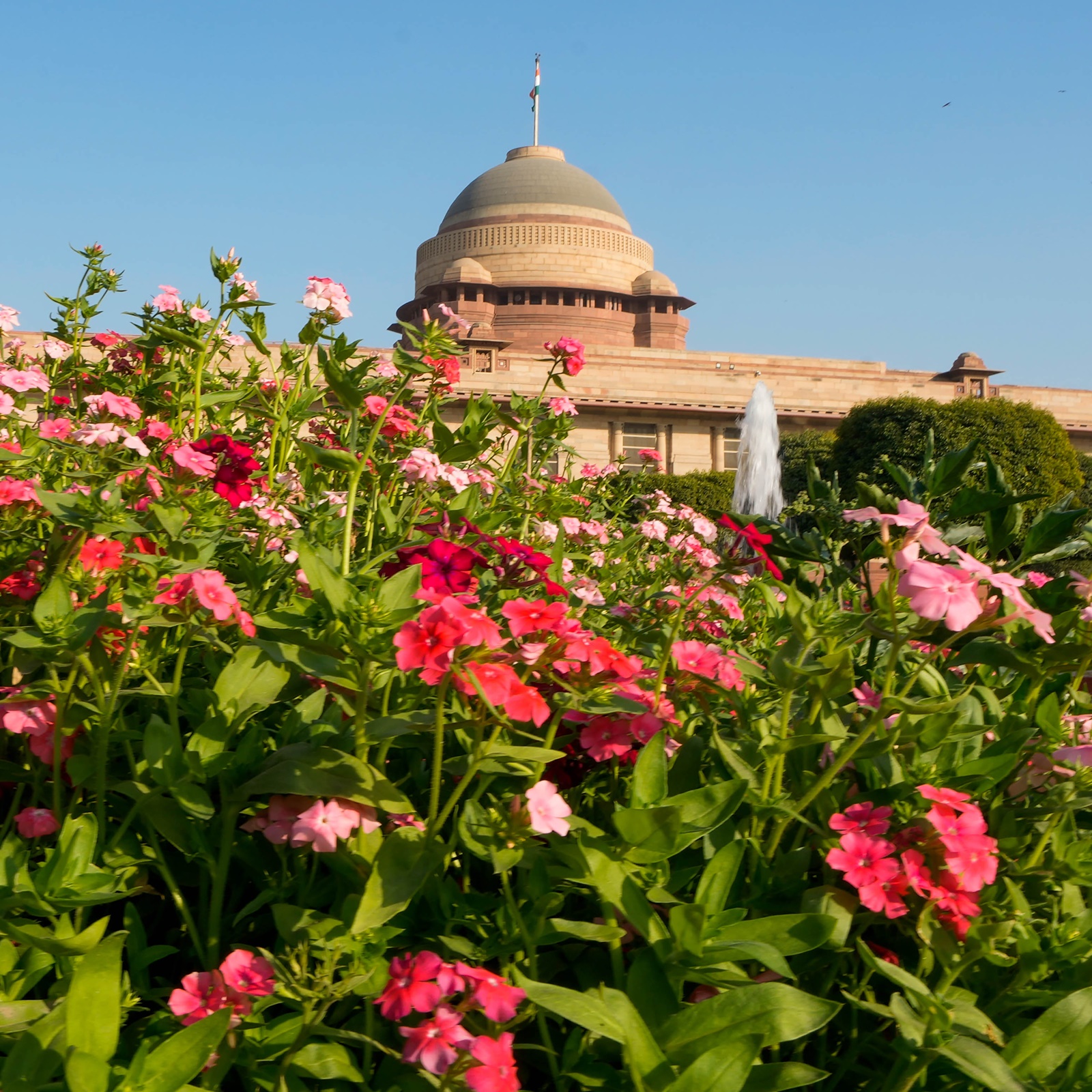 Daisies, Tulips & Much More: Mughal Gardens Renamed As 'Amrit Udyan ...