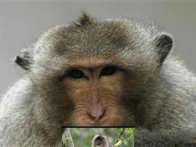 Viral Video of a Lion-tailed Monkey Has Caught Internet's Attention ...