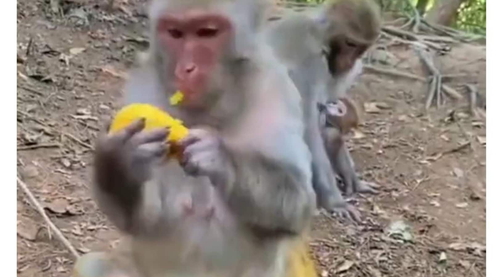 Watch: Monkey Teaching Its Kid Not To Accept Food From Strangers Is The ...