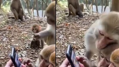 WATCH: Monkeys Scrolling Smartphone Have Kiren Rijiju's Undisputed ...