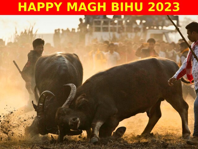 Happy Magh Bihu 2023: Bhogali Bihu Wishes, Photos, Status, Quotes ...