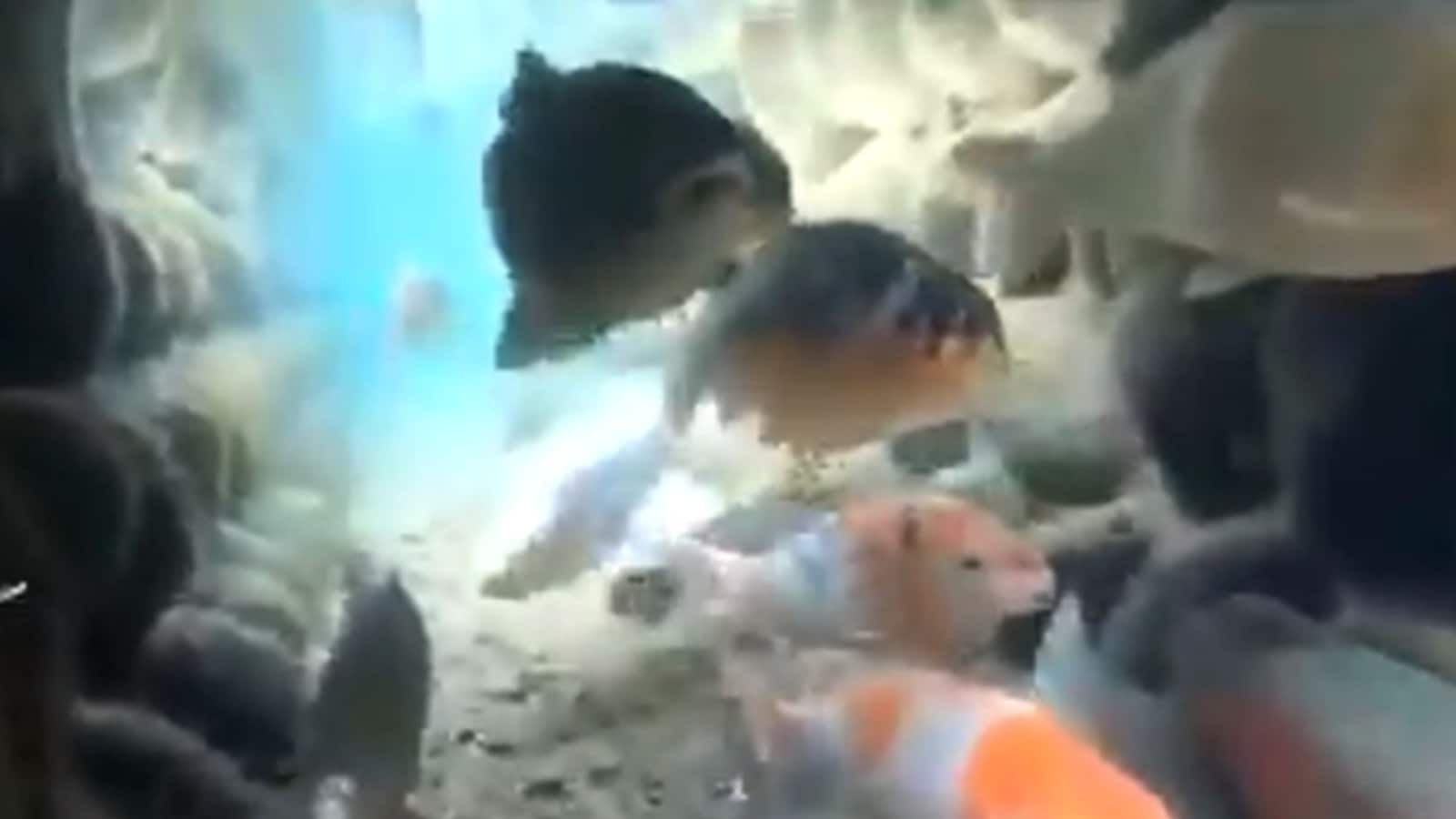 Watch: Japan's Drainage Canals Are So Clean They Have Koi Fish In Them ...