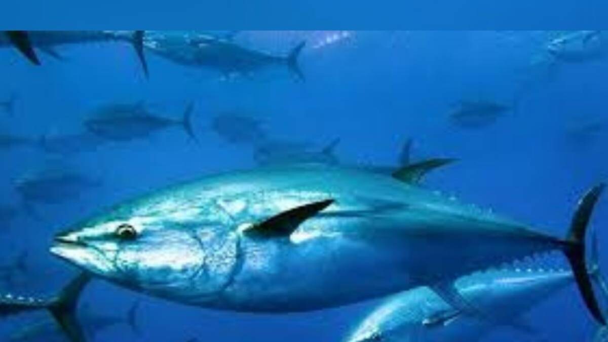 Atlantic Bluefin Tuna, The World’s Most Expensive Fish - News18
