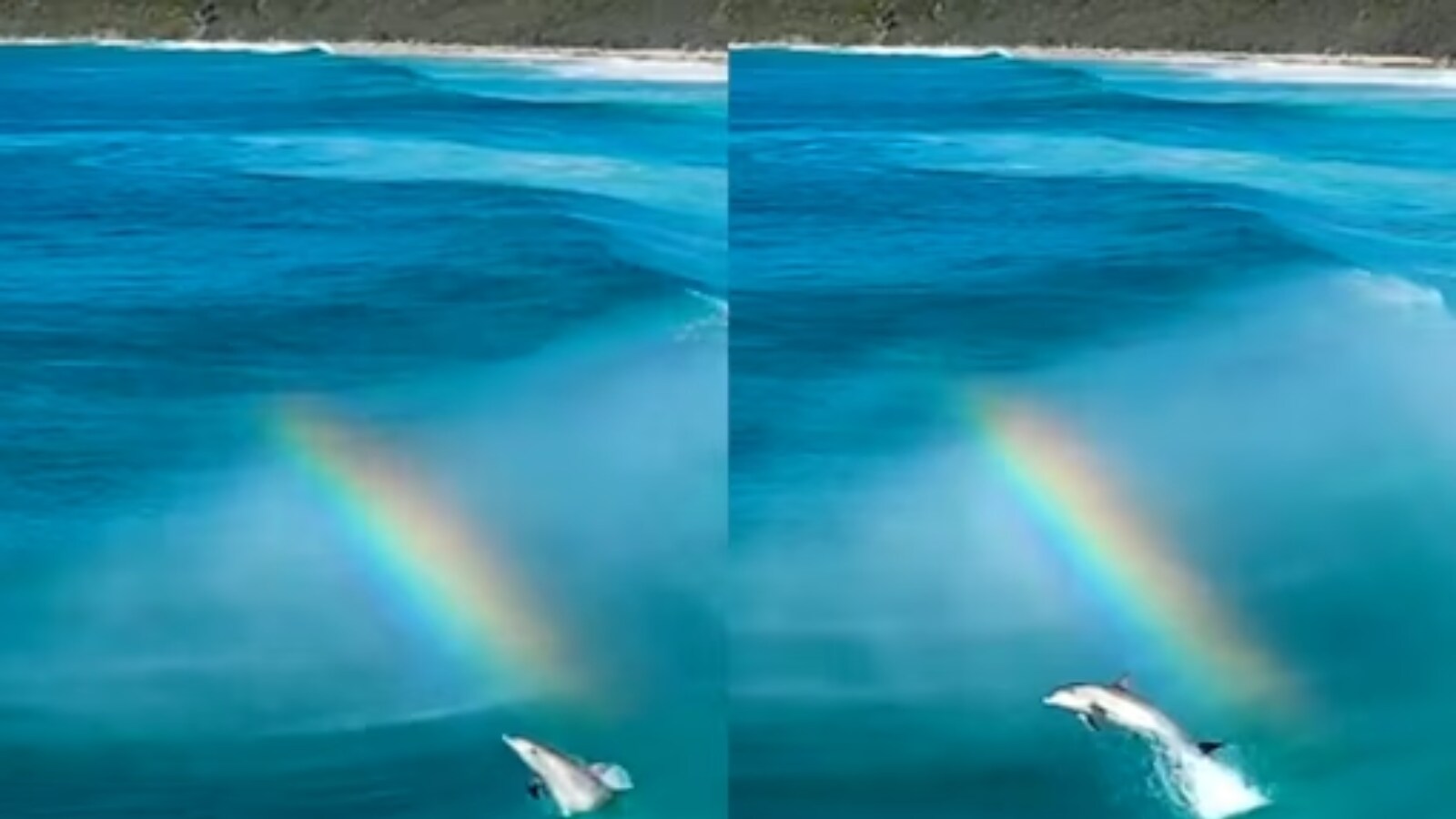 Watch: Dolphin Takes a Leap Out of Ocean, Performs Stunning Aerial ...
