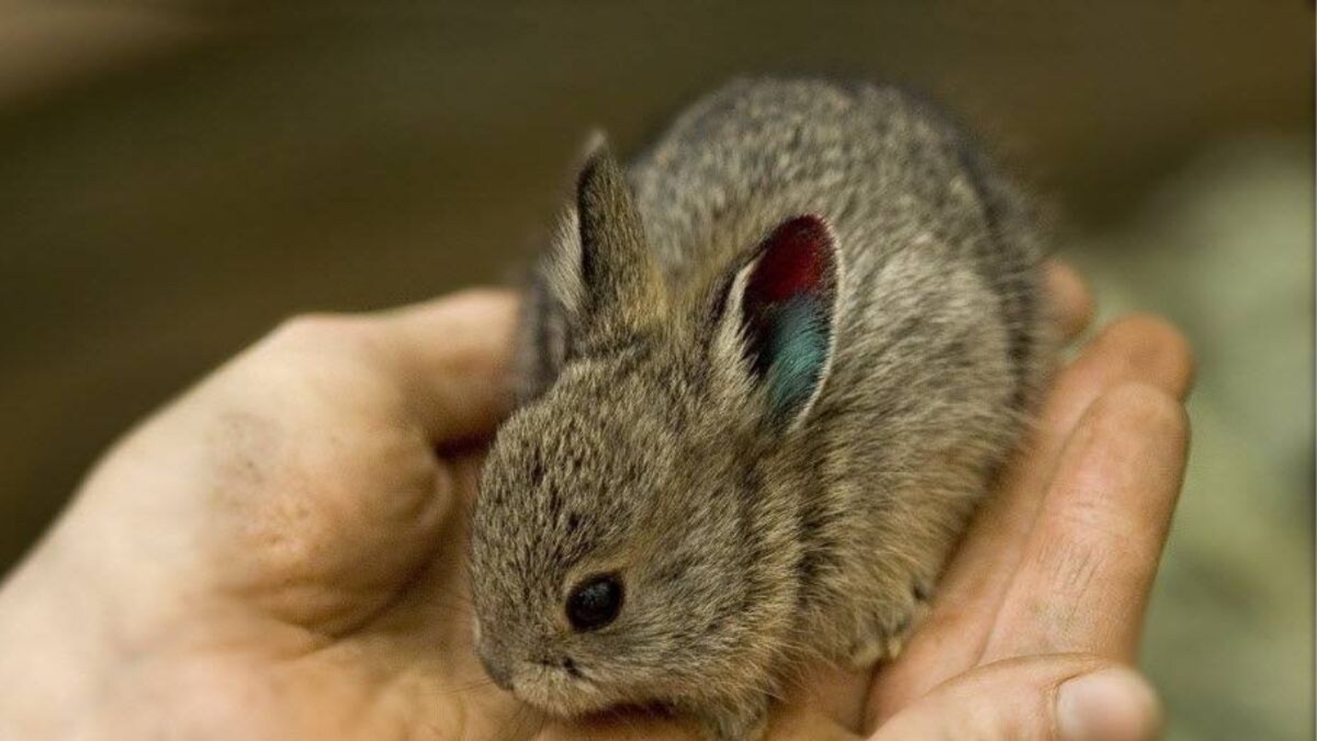 Meet World’s Smallest Rabbit That Can Fit Into Your Palms - News18