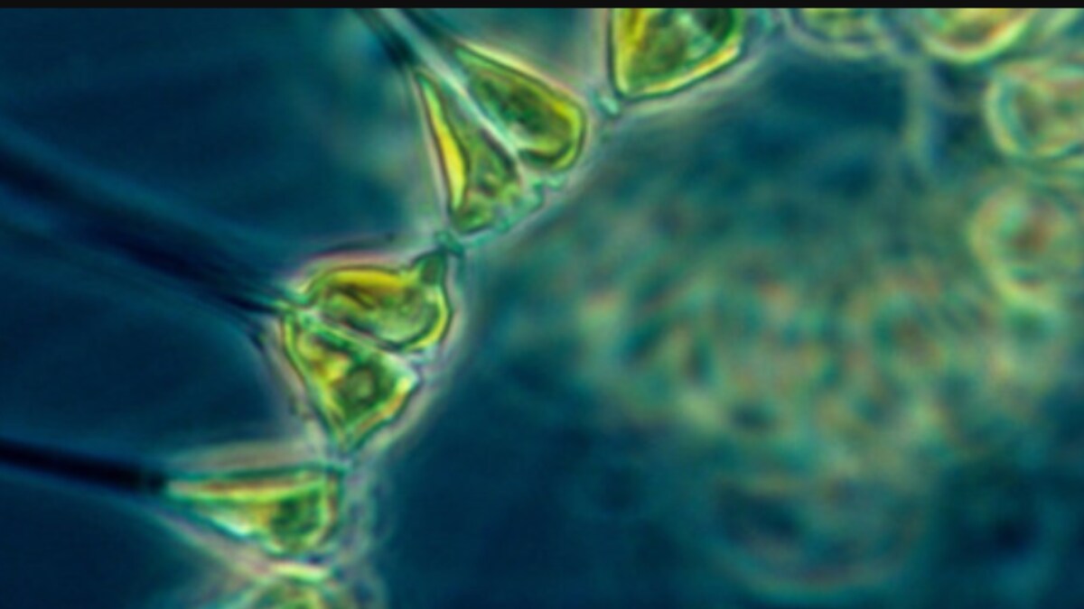 How Heatwaves Could Be Harmful to Lake Phytoplankton - News18