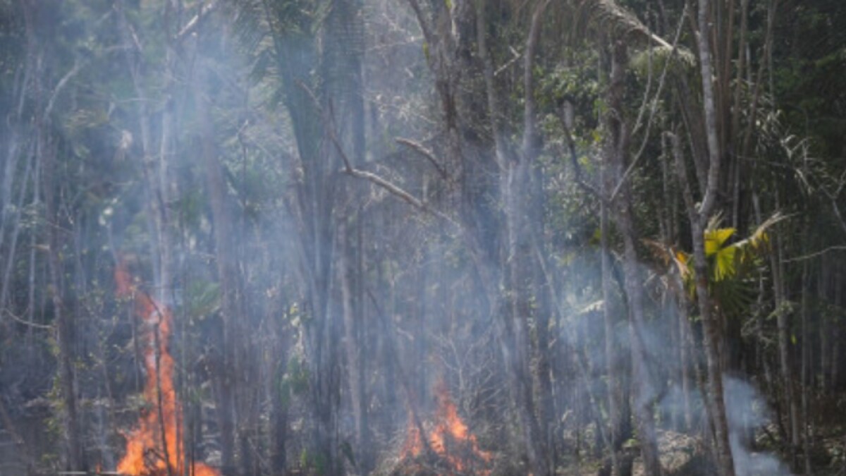 One Third of Amazon 'Degraded' by Human Activity, Drought: Study - News18