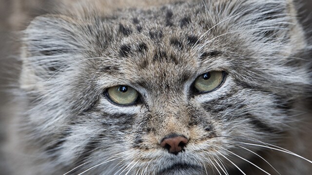 Mount Everest Home To Rare Cat Breed, Reveals New Report | Buzz News ...