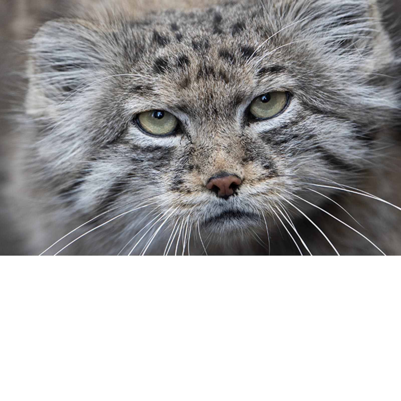 Honble Cat Ordered By Hon'ble CAT Chandigarh On One Time