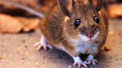 DRDO's Team is Creating 'Rat Cyborgs' For Intelligence Surveillance And ...