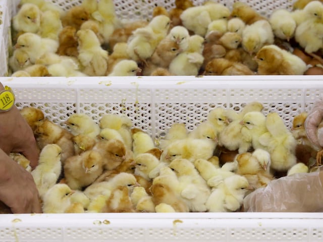 France Fails To Implement New Years Resolution To Continue Culling Male Chicks News18