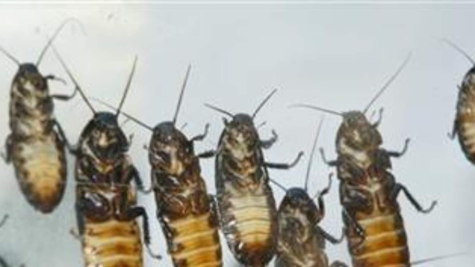 Chef, Angry With His Holiday Pay, Releases 20 Cockroaches Into Pub’s ...