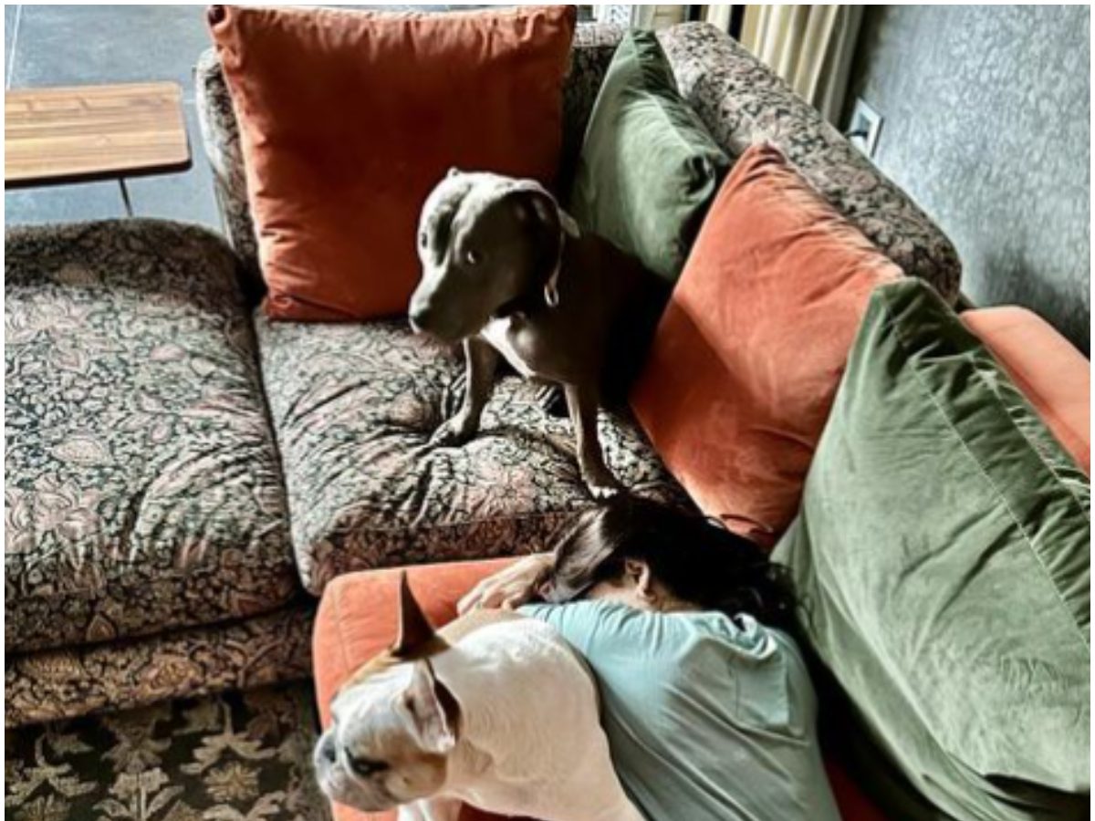 Samantha Ruth Prabhu Posts Adorable Pic With Her Dogs, Says 'Don't ...