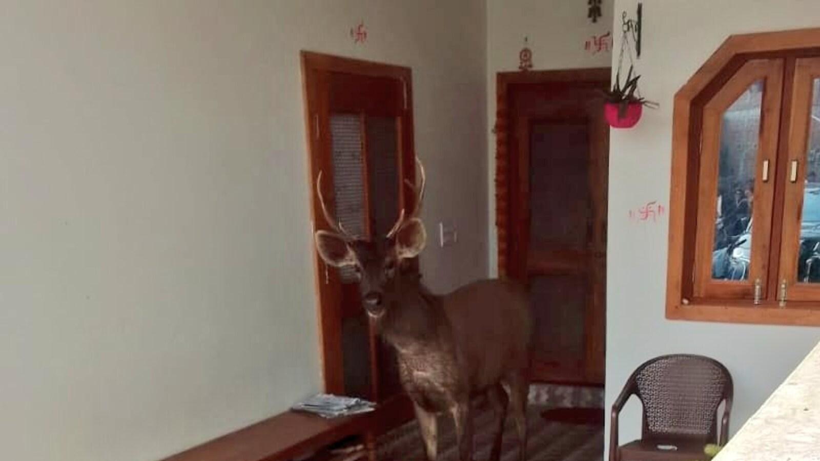 Rescue Video Of Sambar Deer Stranded In A Madhya Pradesh House Goes ...
