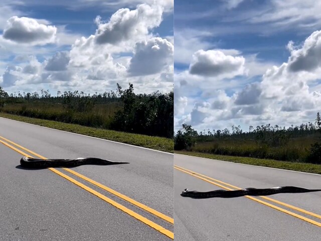 WATCH: 15-foot Burmese Python Spotted Slithering Across Road in US - News18