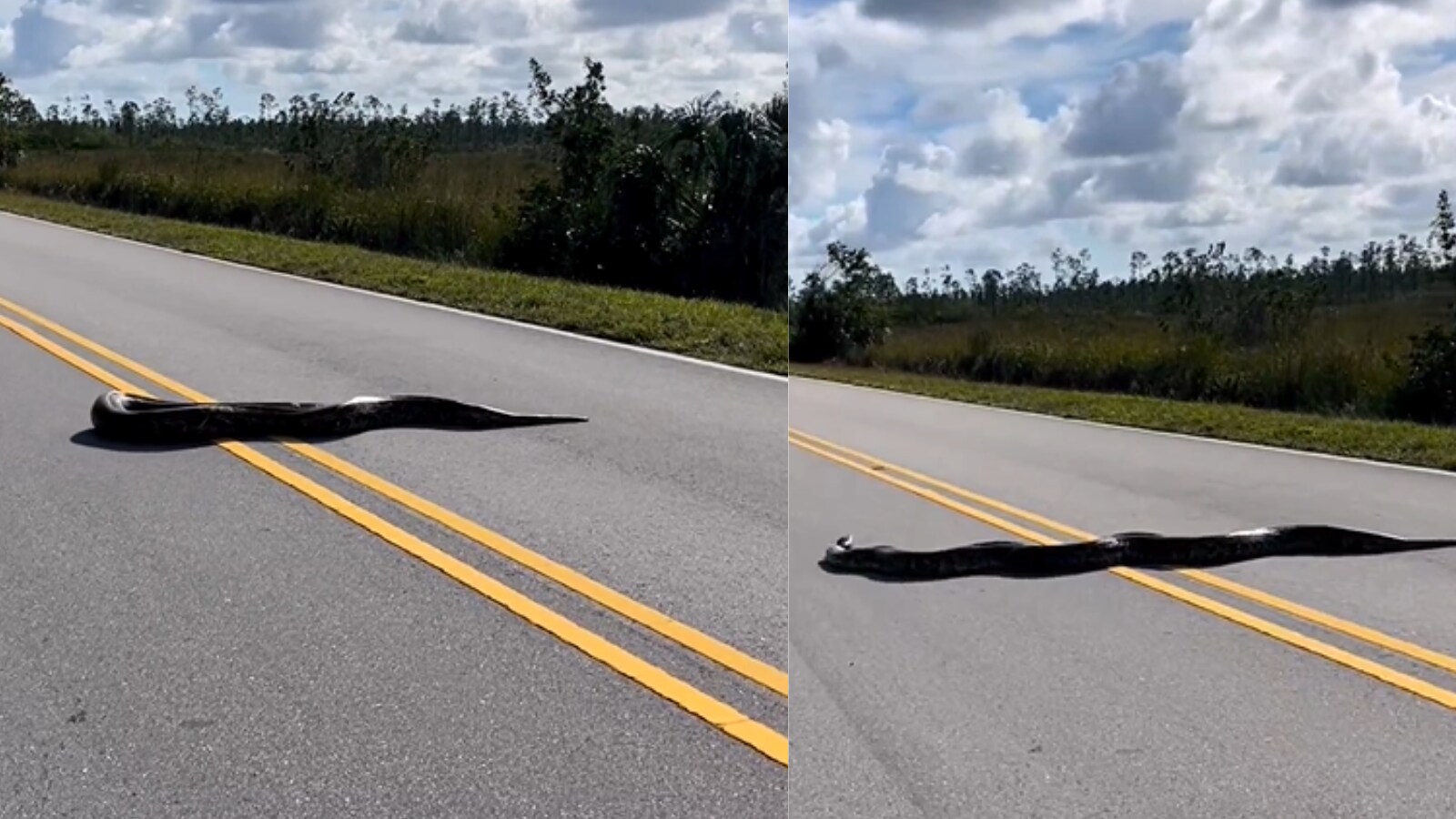 WATCH: 15-foot Burmese Python Spotted Slithering Across Road in US ...