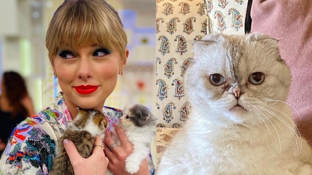 Taylor Swift's Cat Olivia Is One of the Wealthiest Pets, Reportedly ...