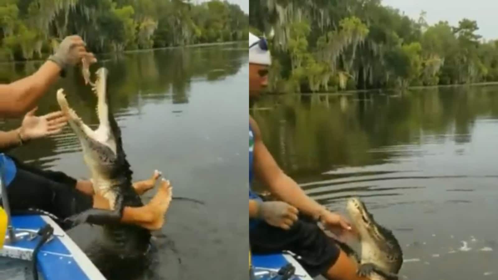 Viral Video: Florida Man Holds Crocodile Between His Legs And Feeds It ...