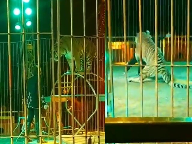WATCH: Tiger Attacks Circus Trainer, Bites Him on His Neck During Live ...