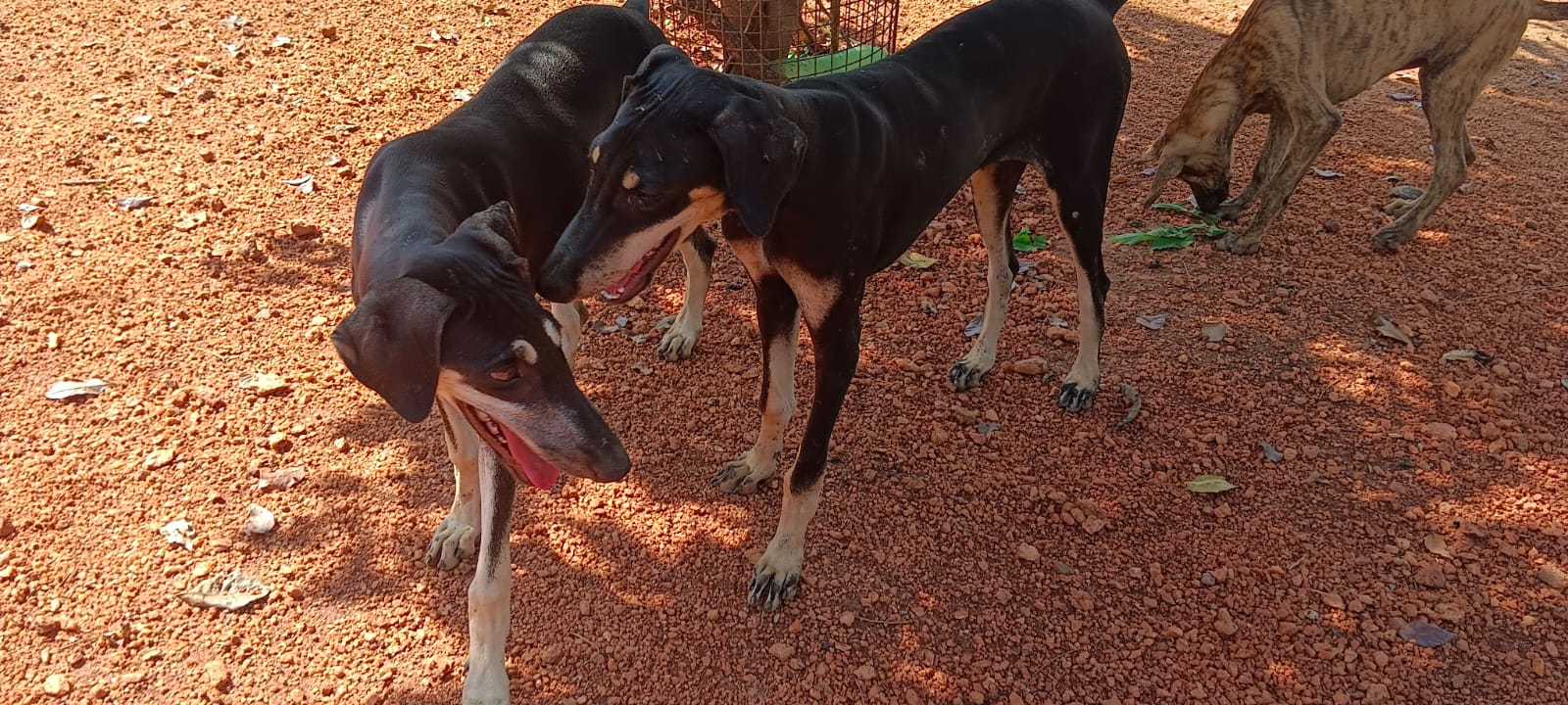 Tamil Nadu Engineer Who Conserved 100 Indigenous Dog Breeds Bags Award ...