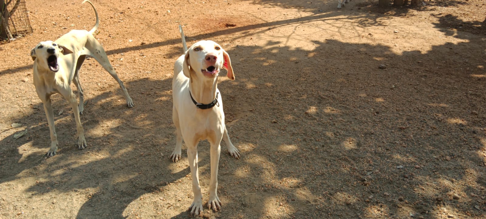 Tamil Nadu Engineer Who Conserved 100 Indigenous Dog Breeds Bags Award ...