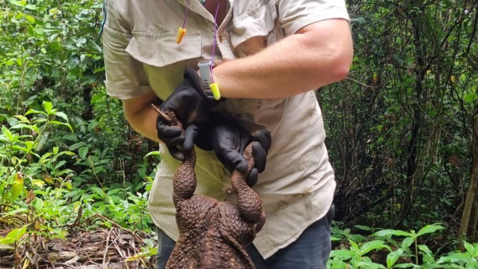 'Toadzilla': 2.7 kg Cane Toad Found in Australia May Be the World's ...