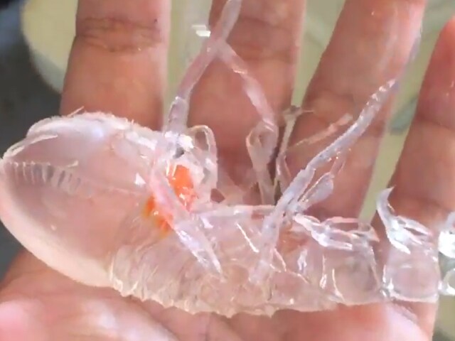 WATCH: Mysterious Transparent Creature From Deep Ocean Piques Social ...