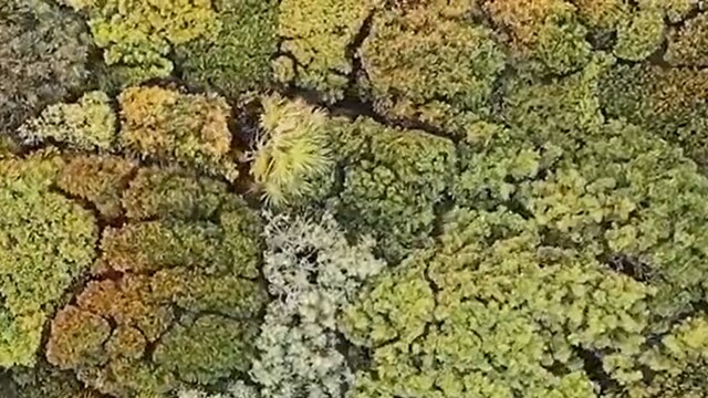 Social Distancing Among Trees: IFS Officer Shares Video To Explain ...