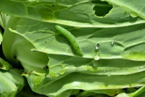 Kitchen Hacks To Remove Worms And Insects From Green Vegetables