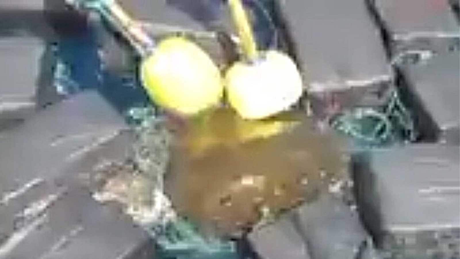 Watch: When This ‘Smuggler’ Sea Turtle Was Found With $53 Million Worth ...